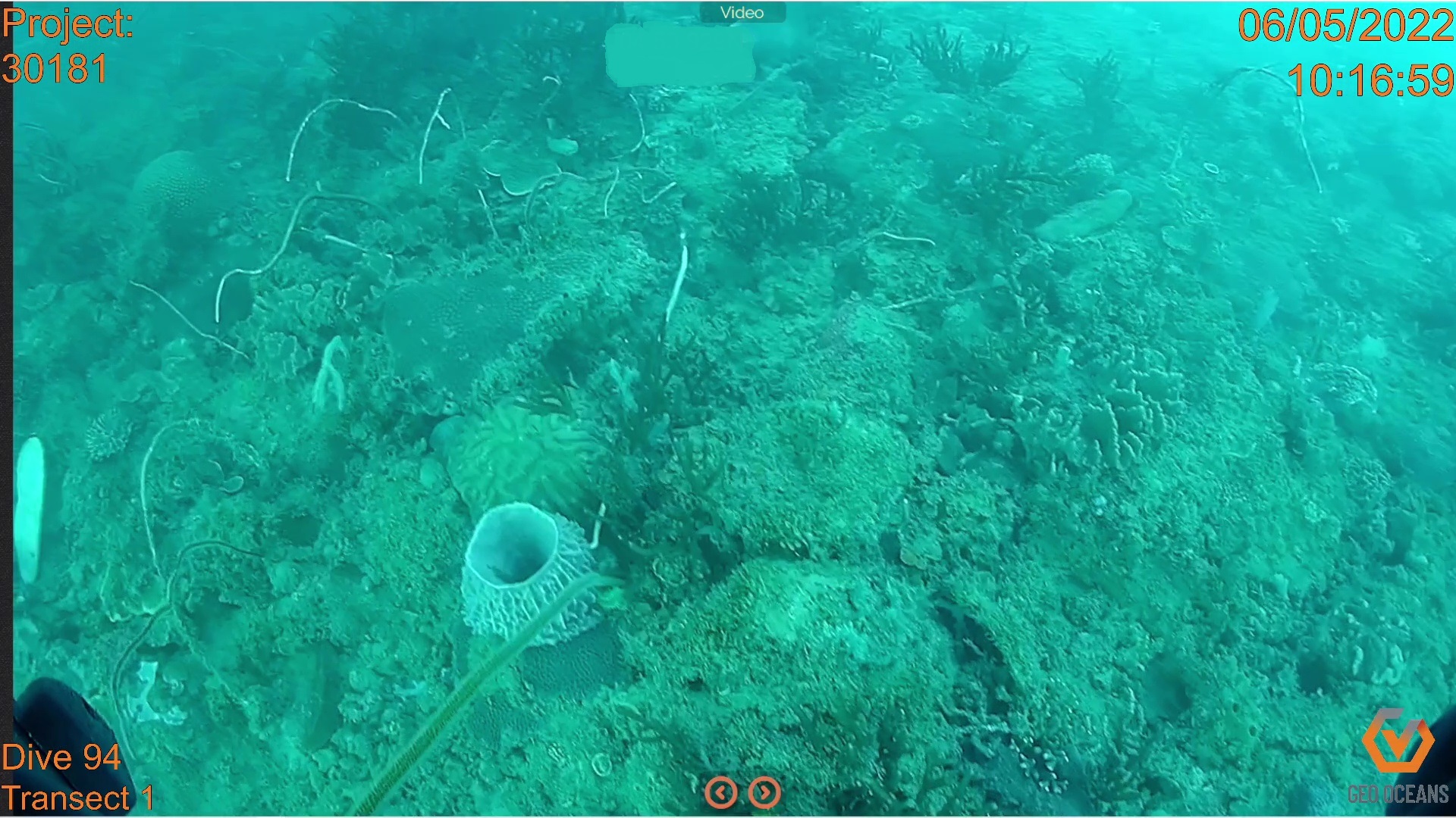 Geo Oceans Completes Large Jacket Marine Growth Survey and Coral ...