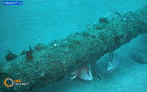 Stag Full Field Survey ROV Inspection - Geo Oceans