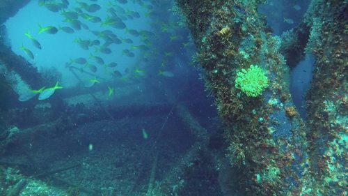 Stag Full Field Survey ROV Inspection - Geo Oceans