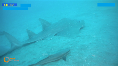 Stag Full Field Survey ROV Inspection - Geo Oceans
