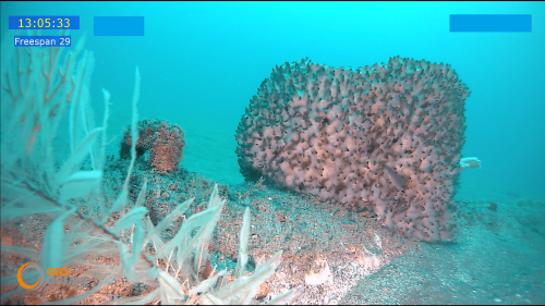 Stag Full Field Survey ROV Inspection - Geo Oceans